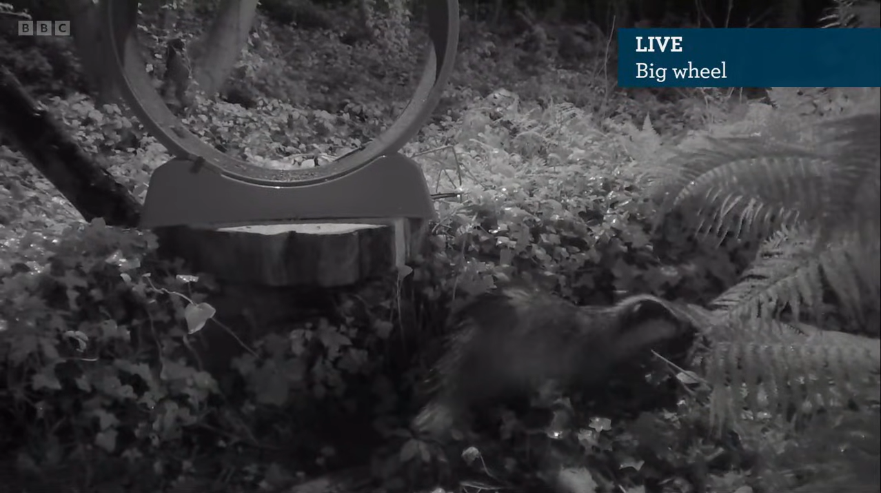 Wilde looprad-renners bij BBC Winterwatch - BioClock