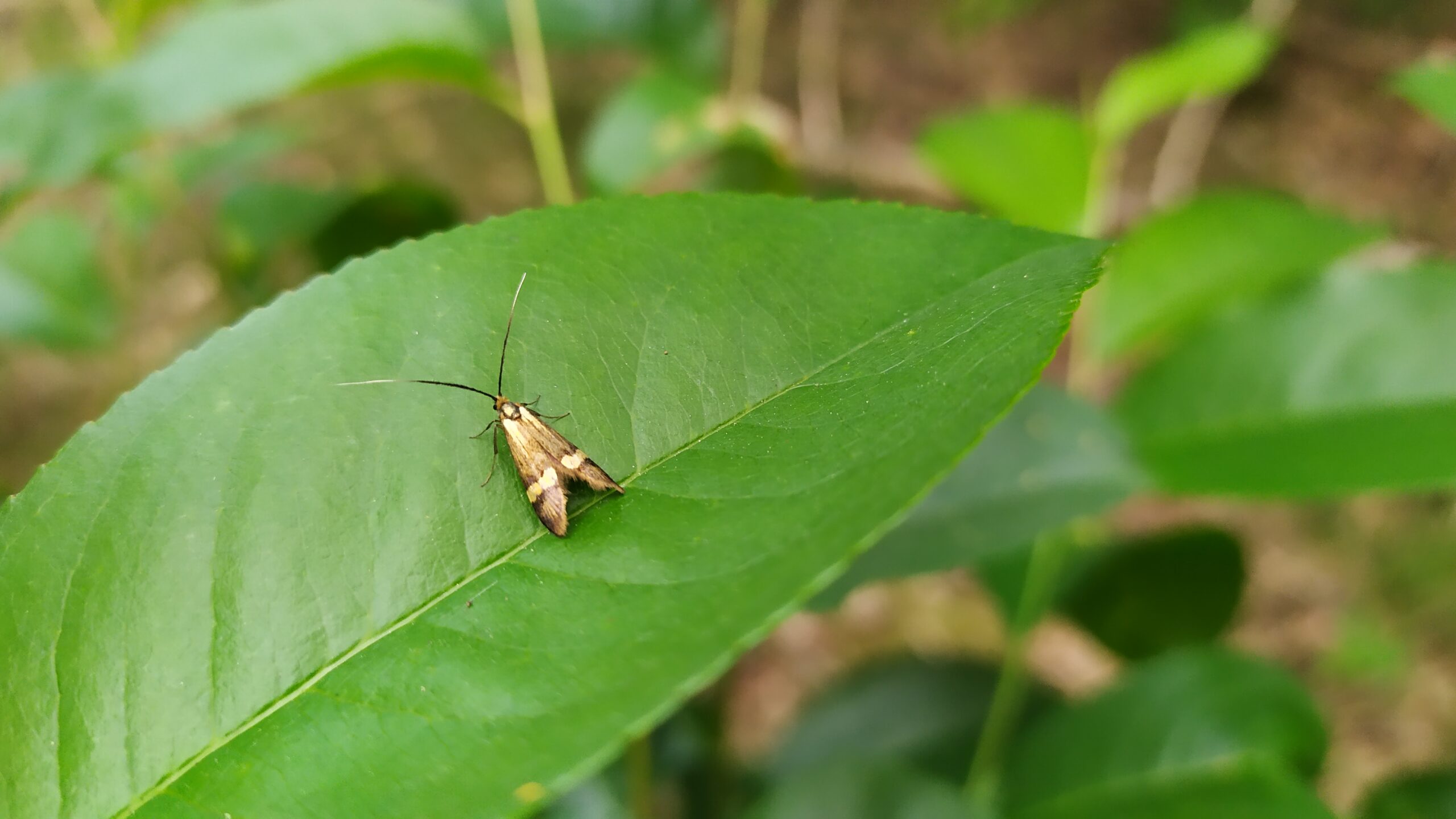 New BioClock research: nocturnal insect attraction throughout the night ...